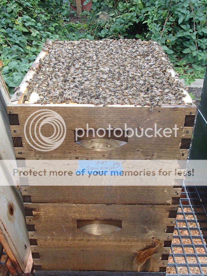 If you were to start all over again, knowing what you know now..... | Beesource Beekeeping Forums